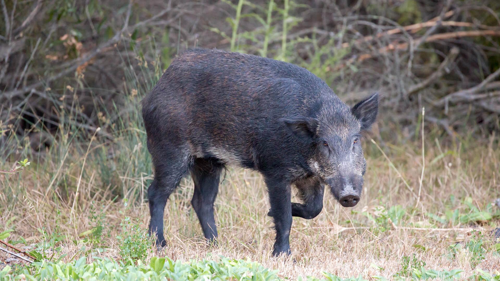 Electric Fence for Feral Hogs| Fence for Feral Hogs - Zareba